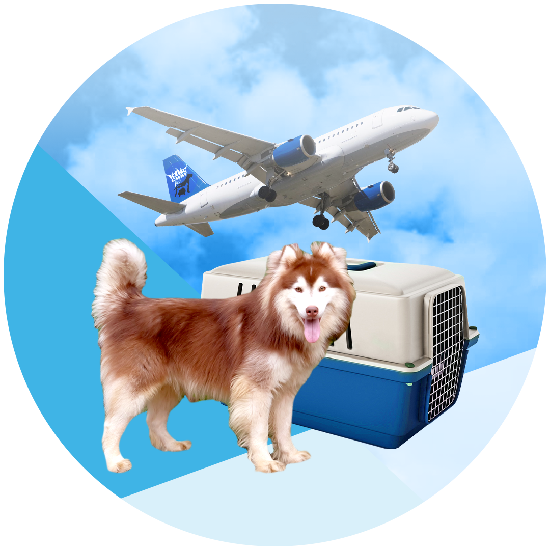 Terrier Paws: Reliable Shipping & Delivery For Your Puppy