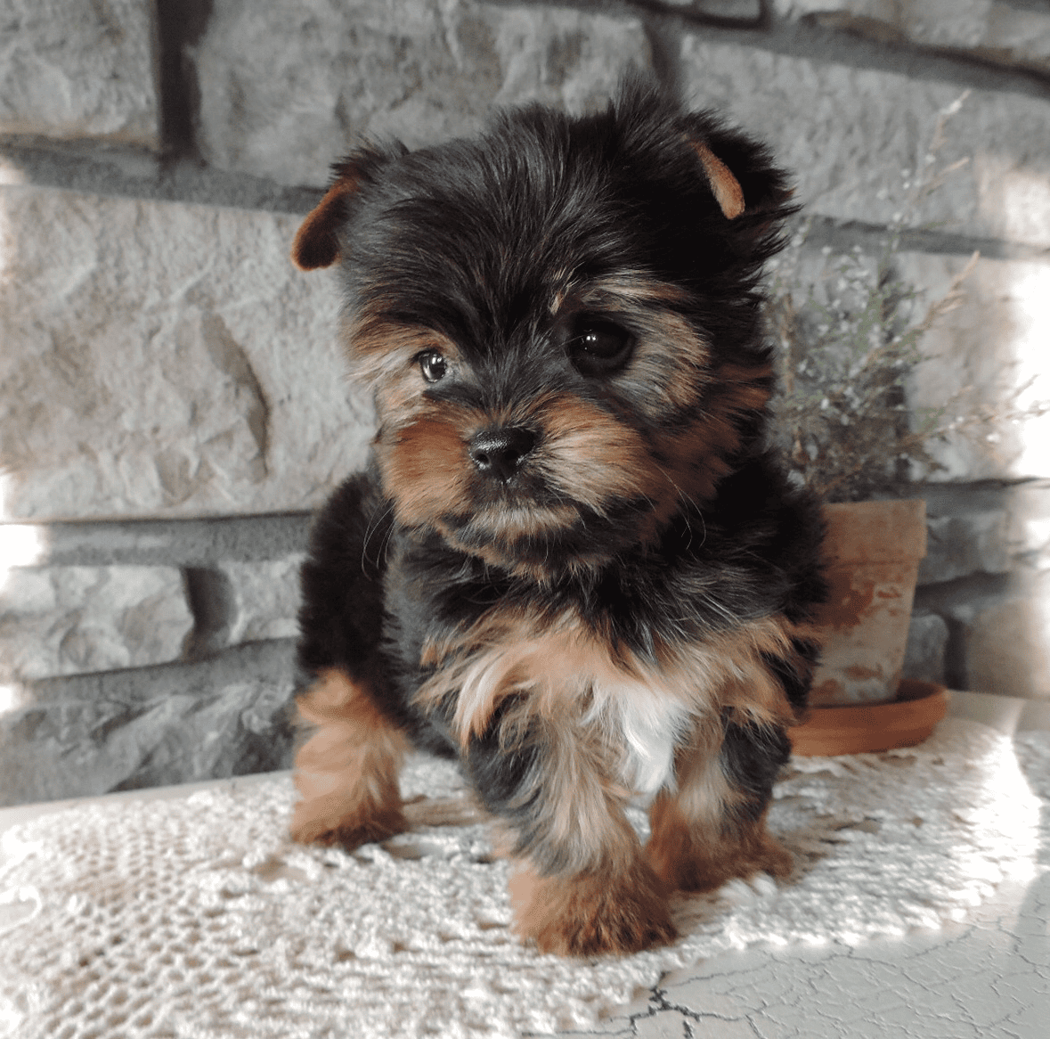 Terrier Paws Available Yorkshire Terrier Puppies For Sale