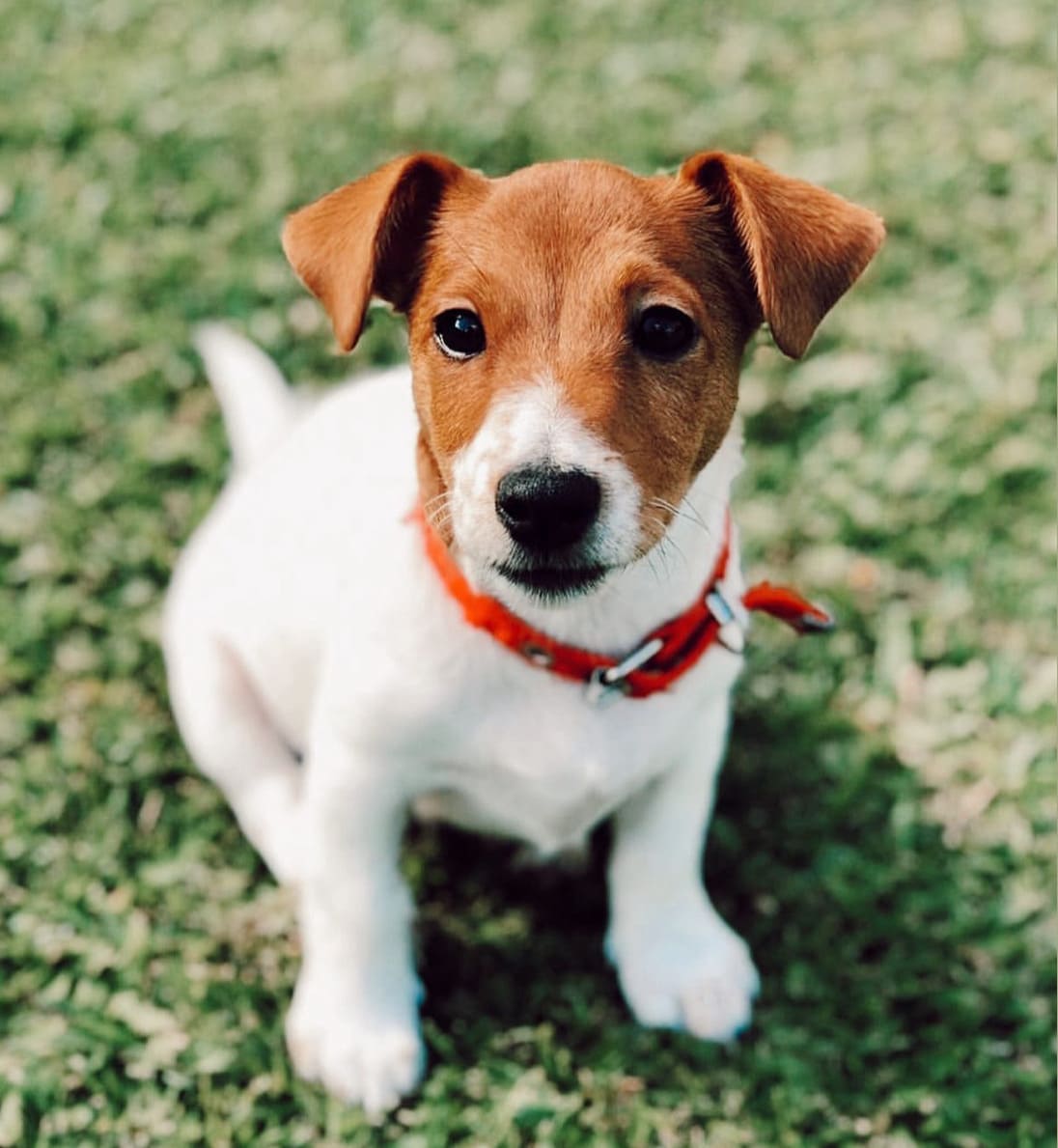 Terrier Paws -Available Jack Russel Terrier Puppies For Sale