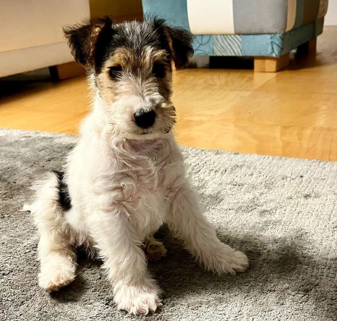 Terrier Paws - Available Wire Fox Terrier Puppies For Sale
