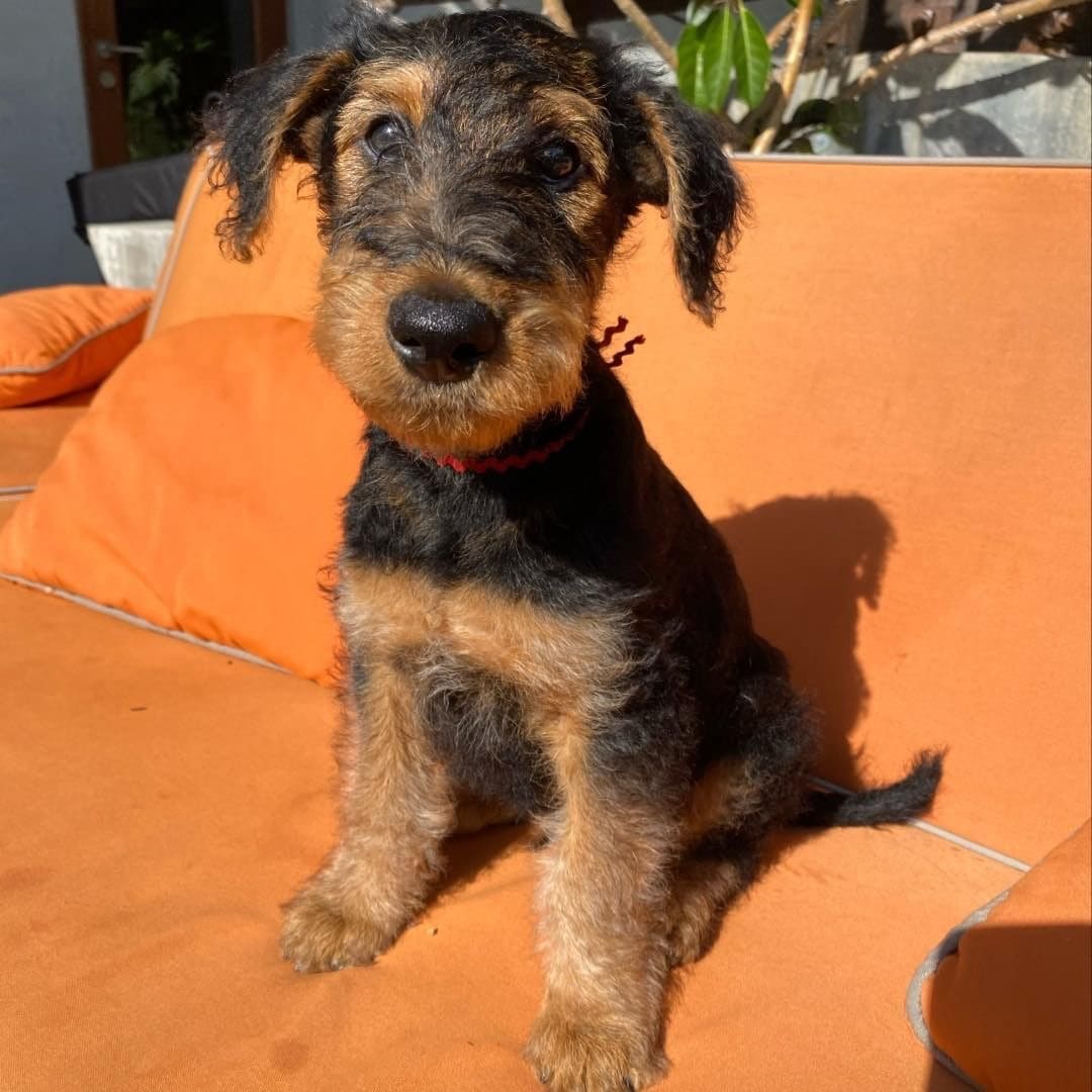 Airedale Terrier Puppies For Sale – Healthy & AKC Registered | TerrierPaws