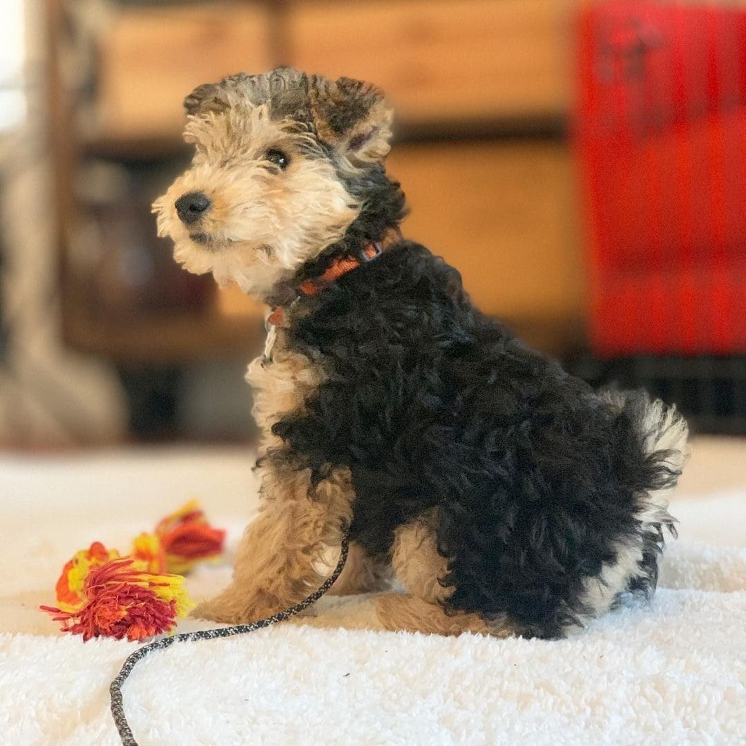 Terrier Paws - Available Lakeland Terrier Puppies For Sale