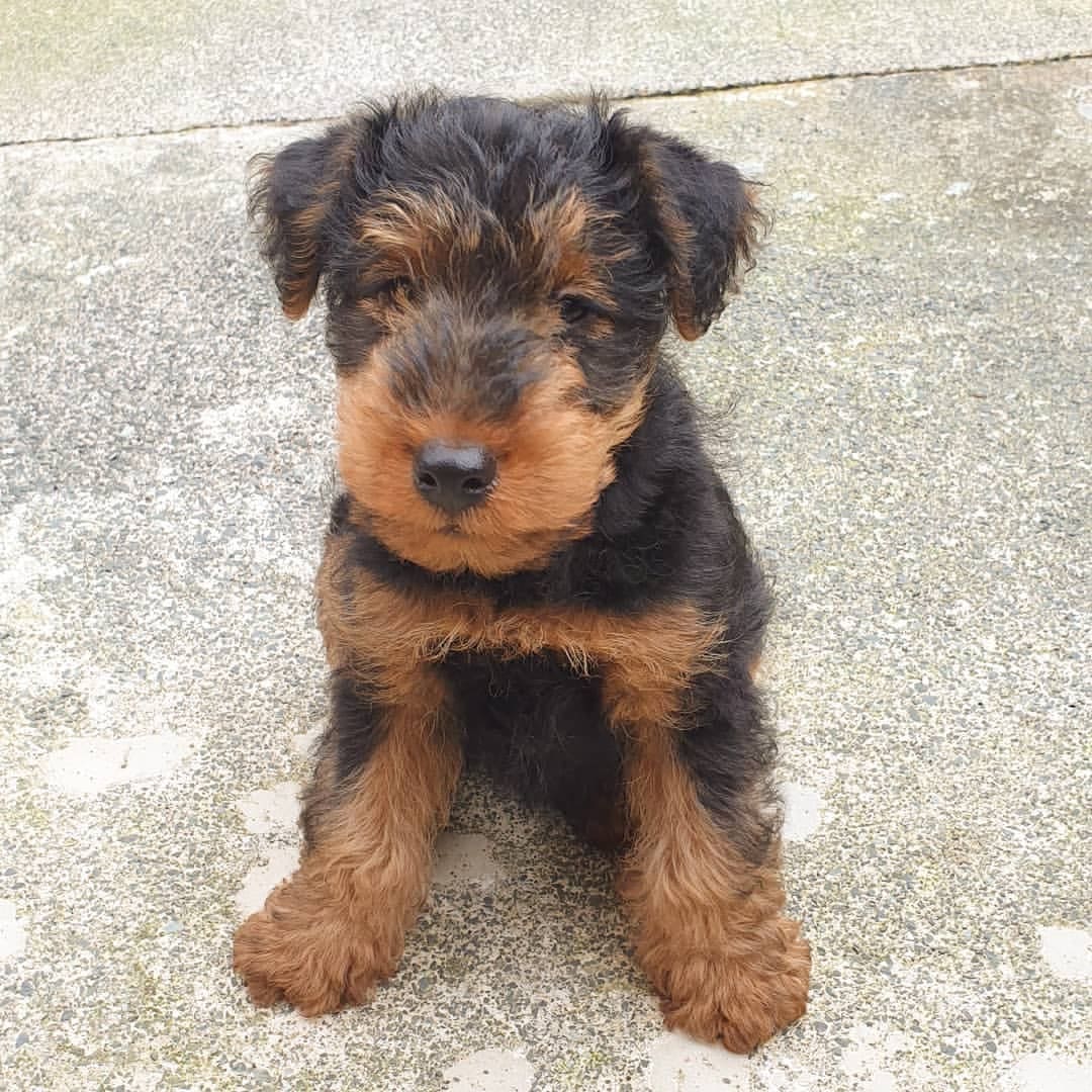 Terrier Paws - Healthy Welsh Terrier Puppies For Sale
