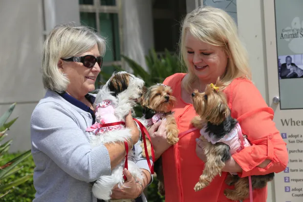 Our Promise-Terrier Paws: Find Your Perfect Puppy