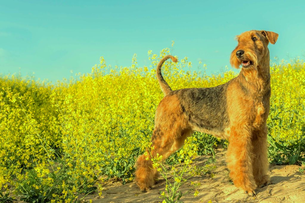Introduction To Terrier Dogs